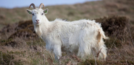 Ultimate Cashmere Guide For Men & Women