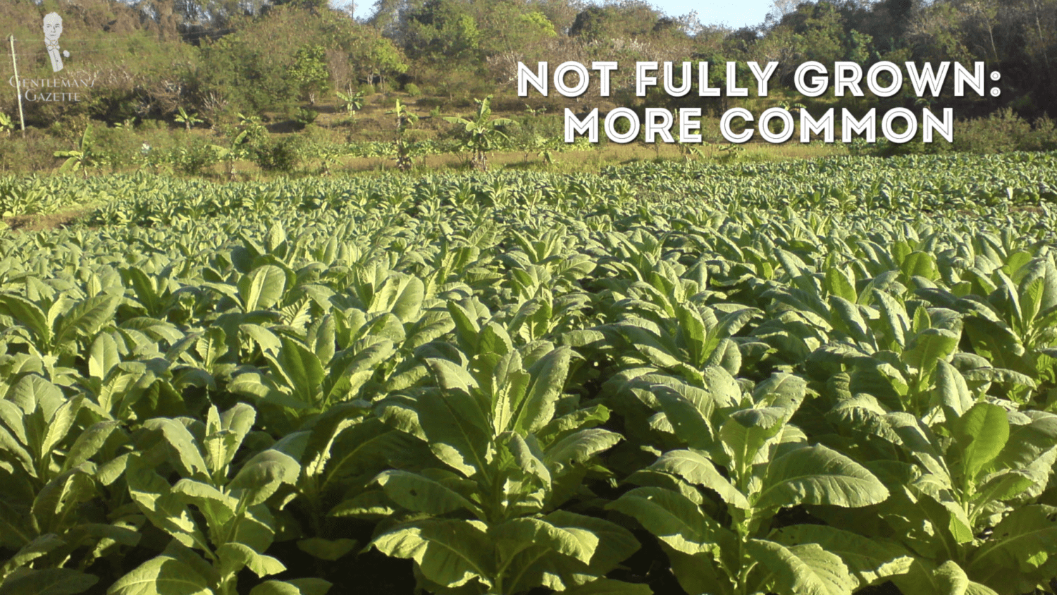 Is It Worth It: Cuban Cigars