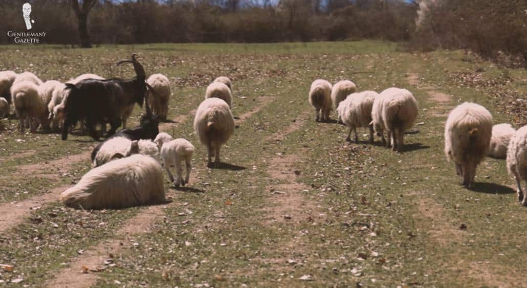 “Budget” Cashmere: Myth Or Magic? (Uniqlo, Everlane, & More ...