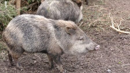 Peccary Gloves Buying Guide