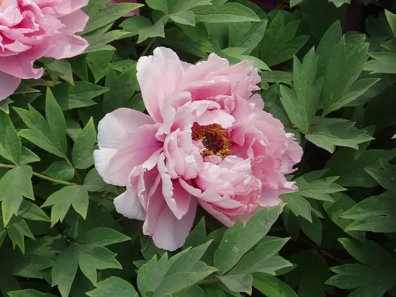 The SECRET Meanings Of Fragrances, Revealed! | Gentleman's Gazette